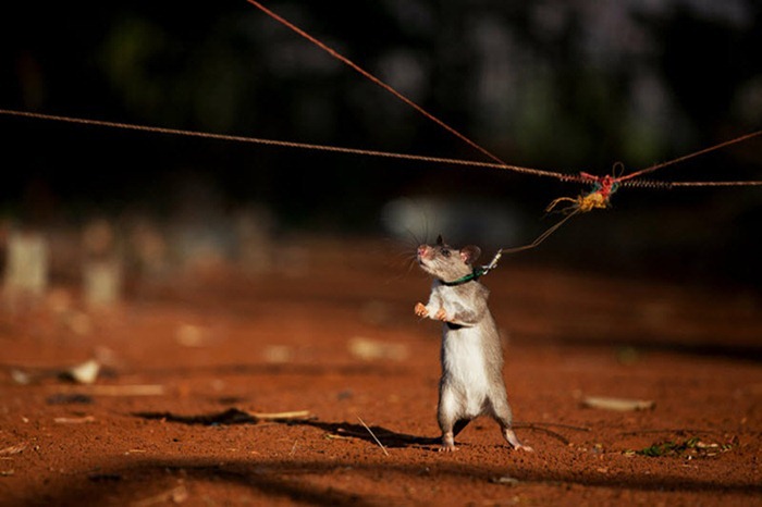 Sniffer Rats Detect Landmines and Tuberculosis in Mozambique | Amusing ...